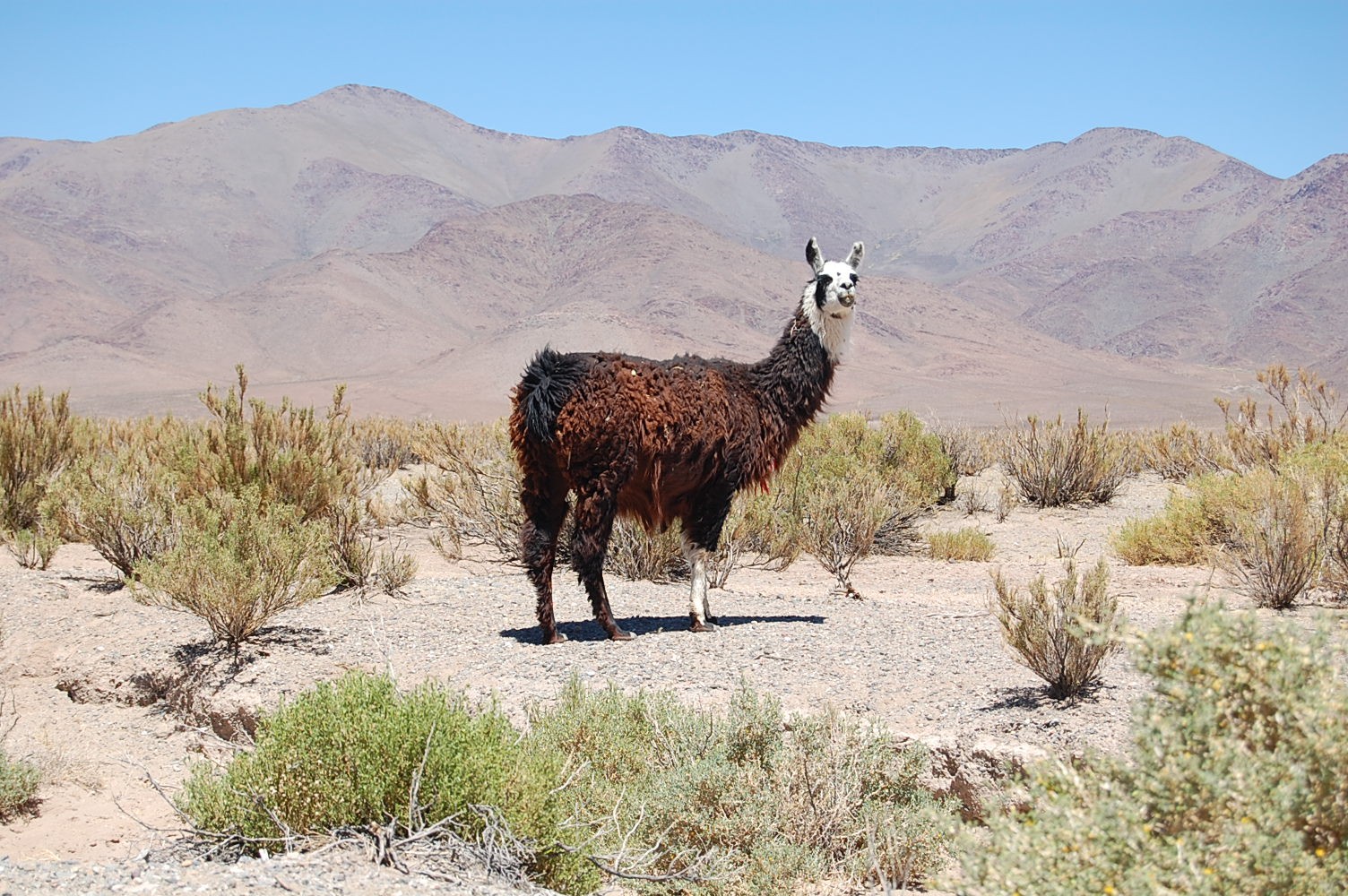 Destinos: la Puna salteña - TAFI TRAVEL Agencia de Viajes y Turismo Tucumán