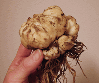 B&D Lilies Garden Blog: Be mindful of lily bulblets.