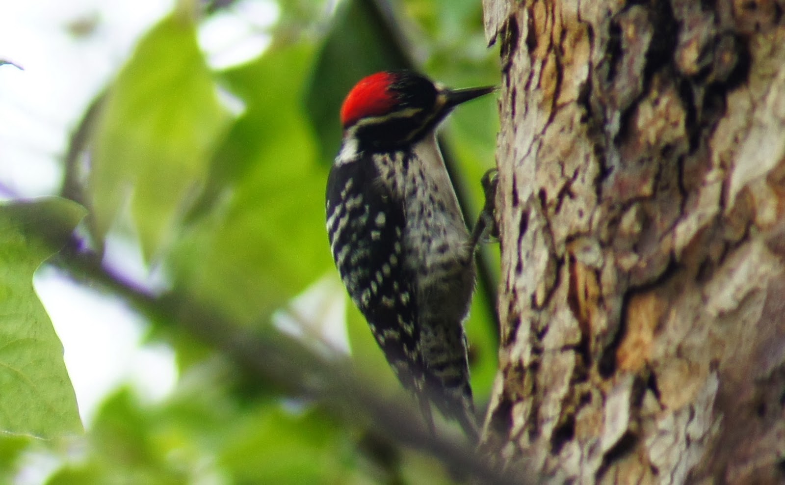 Tommy D's Birding Expeditions: Birding Orange County, California