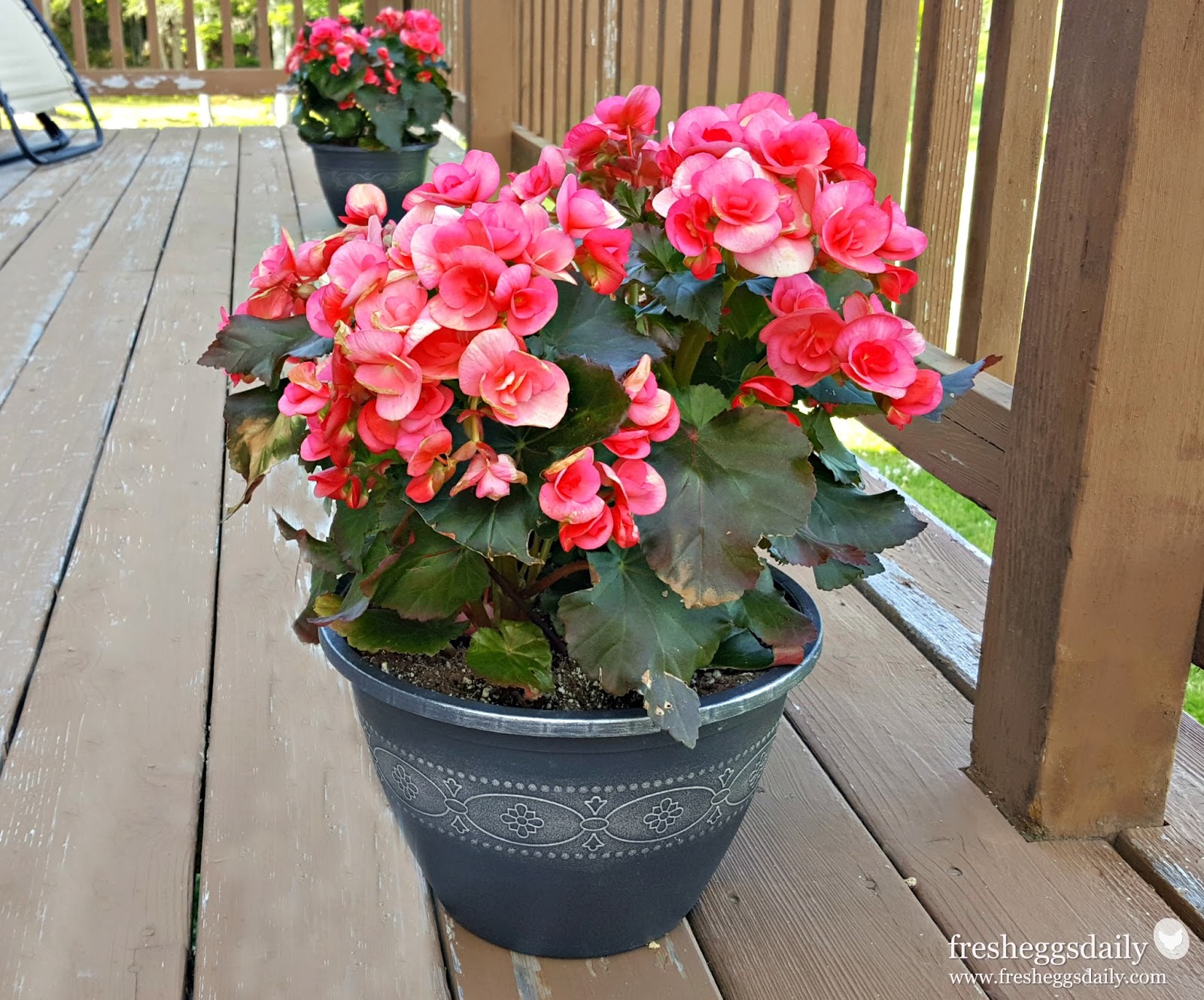 Planting Chicken-Friendly Edible Annual Flowers - Fresh Eggs Daily ...