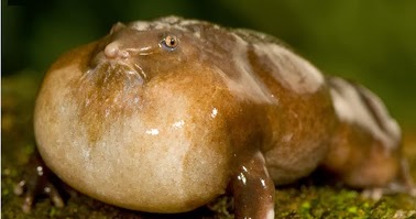 Species New to Science: [Herpetology • 2014] Vocal Behavior of the ...