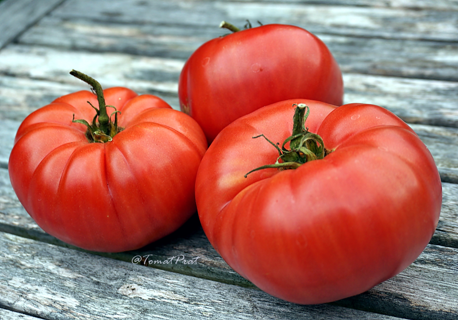 Helenes Tomater: Rozov Blyan