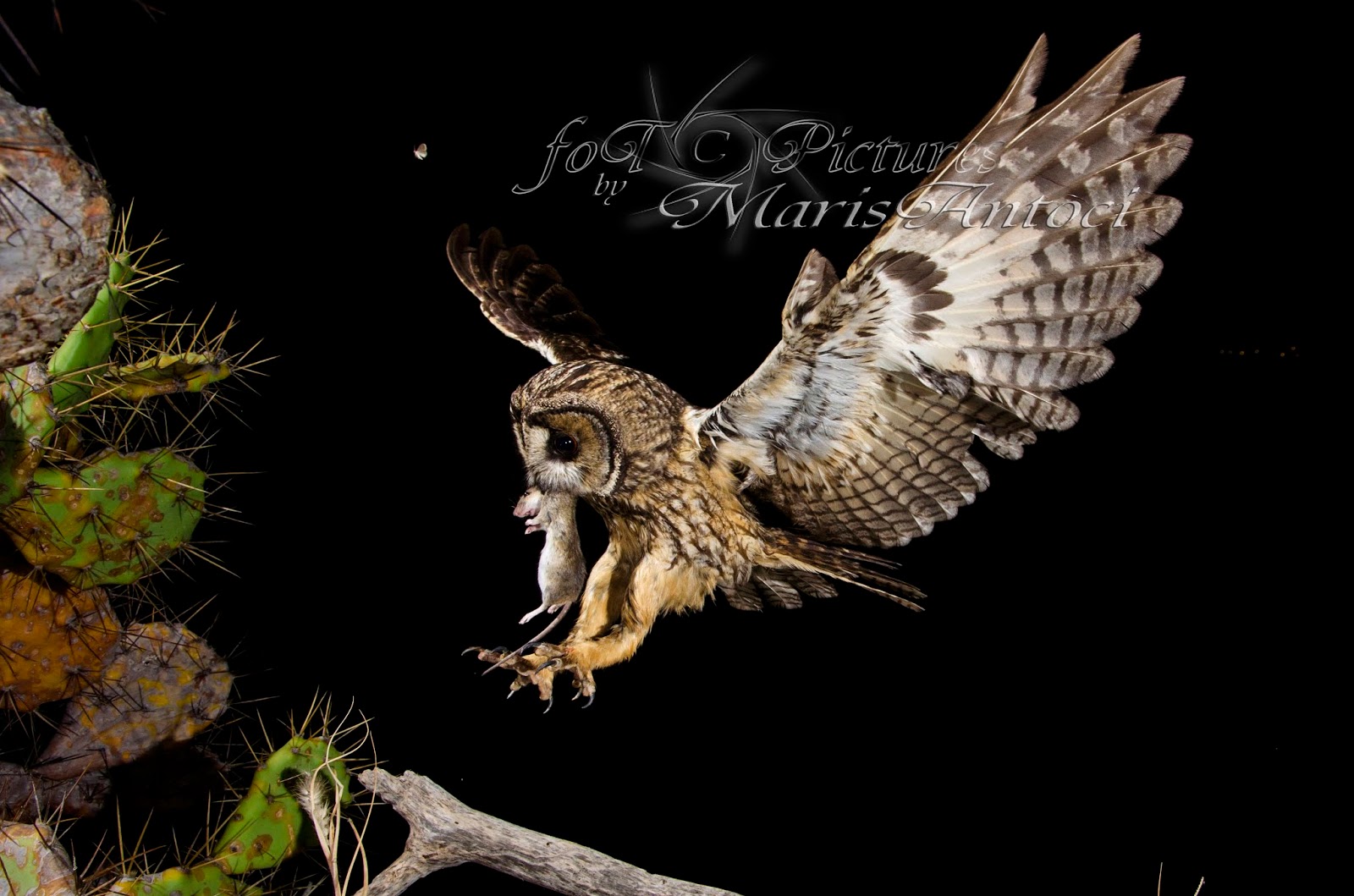 Nicolas Trujillo (Endemic-foto): Búho chico (Asio otus canariensis)