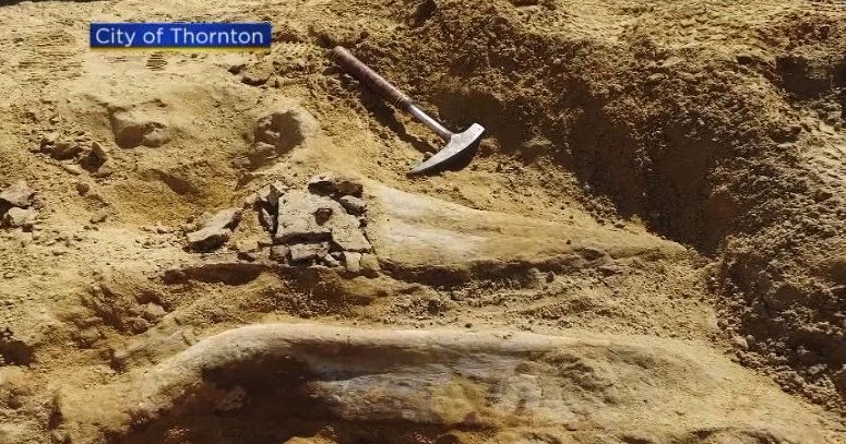 Construction Workers Unearth Rare Fossil in Thornton, Colorado - Geology In
