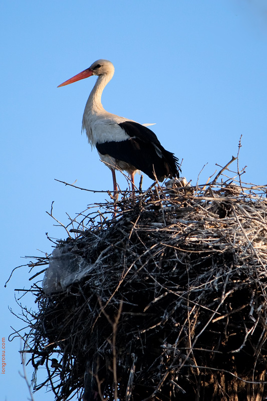 Pasari calatoare: Pasari calatoare