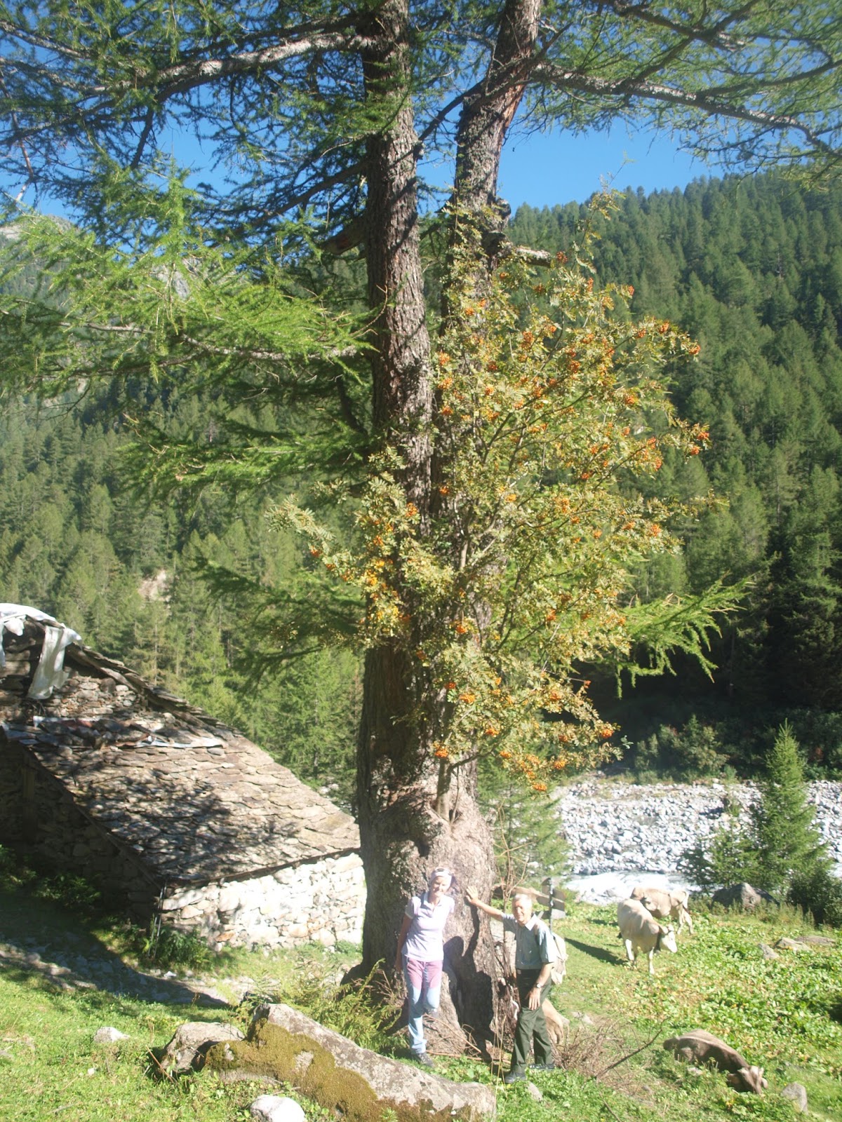 Alberi antichi in Valmalenco