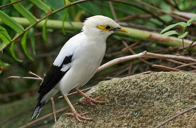 Mengenal Jalak Putih - Kenariku