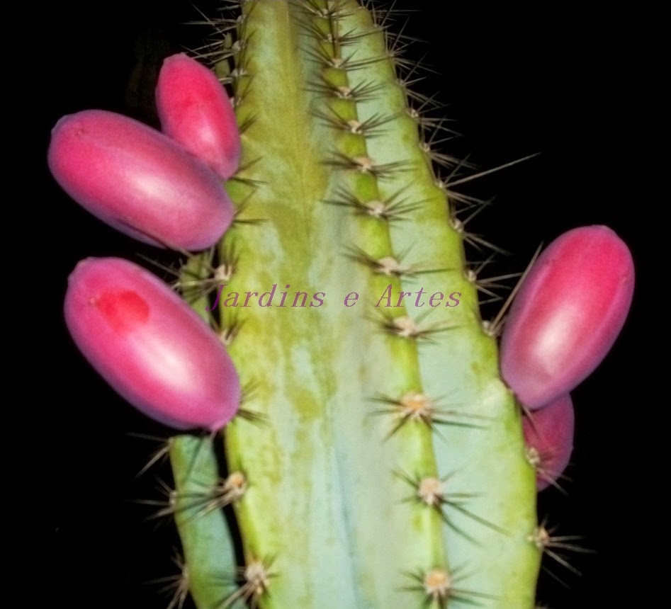 Jardins e Artes: Cacto Mandacaru... Flor e Frutos.