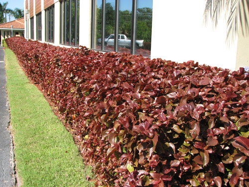 Gardening South Florida Style: South Florida Hedge Plants v.I