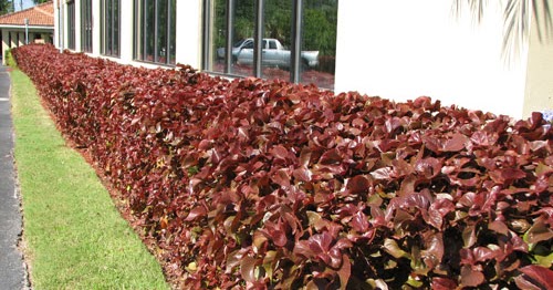 22+ South Florida Hedge Plants