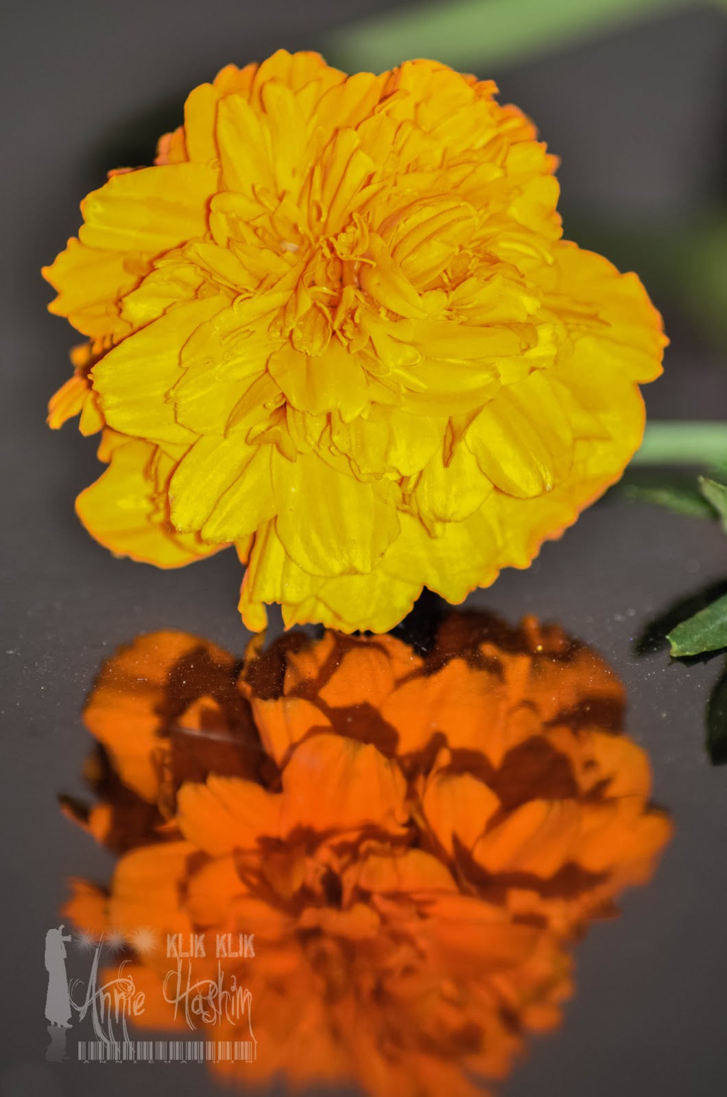 Terbaru 39+ Bunga Taik Ayam