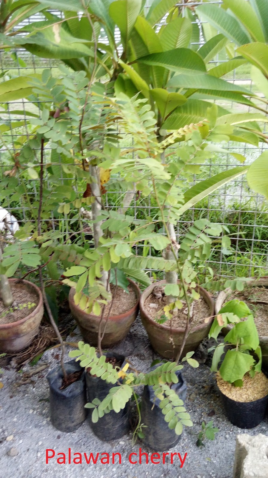 Mancono Gardens Philippine Native Trees