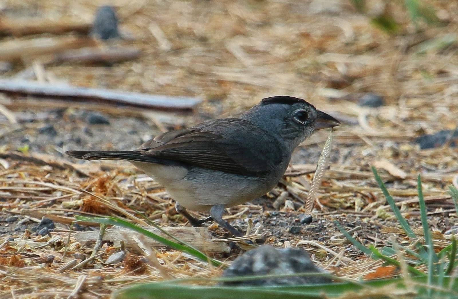 Nuestro bello mundo...: Pajareo en La Bahia de Cata, Edo. Aragua ...
