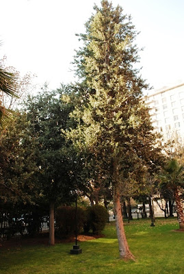 Revista Energía & Jardines: Ficha Técnica del peumo: y lo que dijeron ...