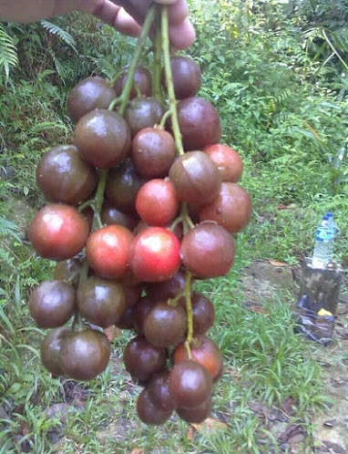 BUMI HIJAU NURSERY (002279488-D): Benih rambai merah siam