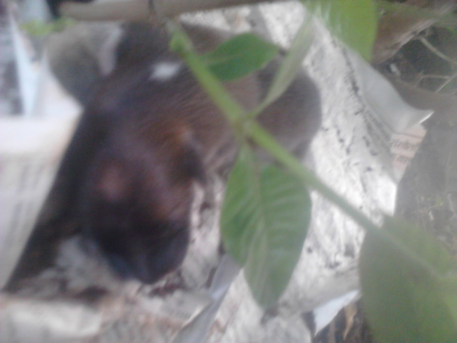 Garden Care Simplified: Fragrant Anant Gardenia Flowers for West and ...