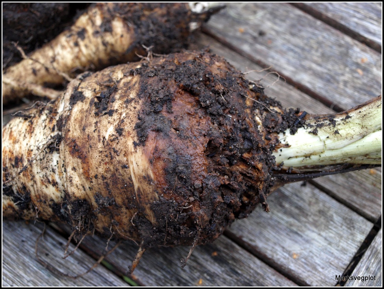 Mark's Veg Plot: Success with Parsnips (or not)