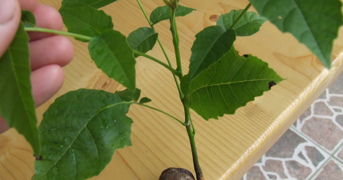 Timp liber: Nucul rasarit din nuca