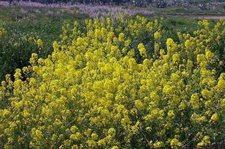 Convivium2000: L'IMPORTANZA DELLA SENAPE