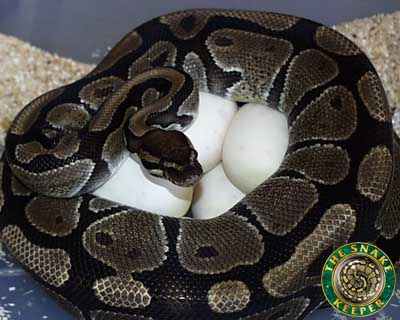 uniquely animals: Haiwan yang Menjaga Telur-telur dan Anaknya