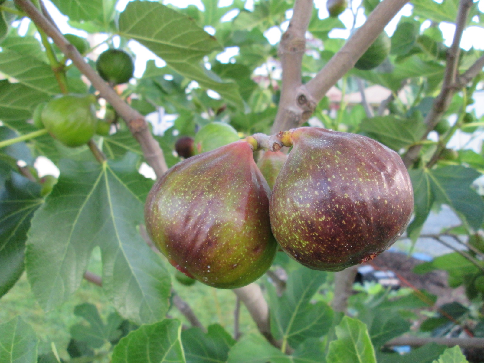 ANGEL NURSERRY FIGS FARM: KATALOG TIN