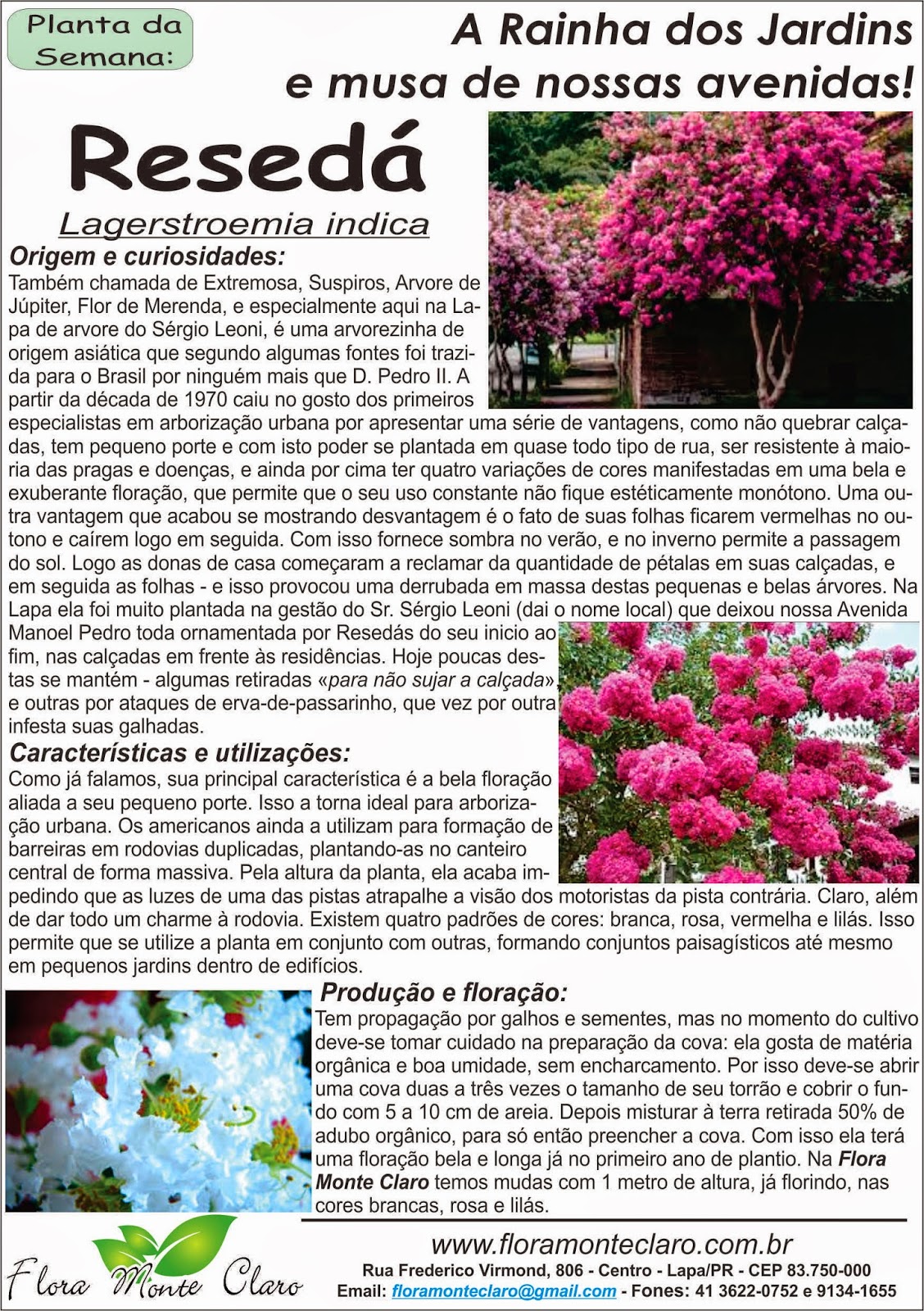 Planta da semana: Extremosa ou Resedá - Lagerstroemia indica