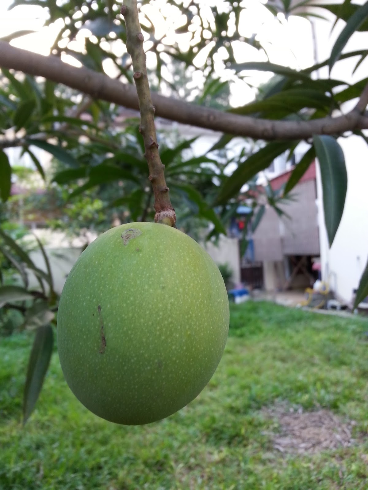 Pokok Buah Mangga Epal - historyploaty