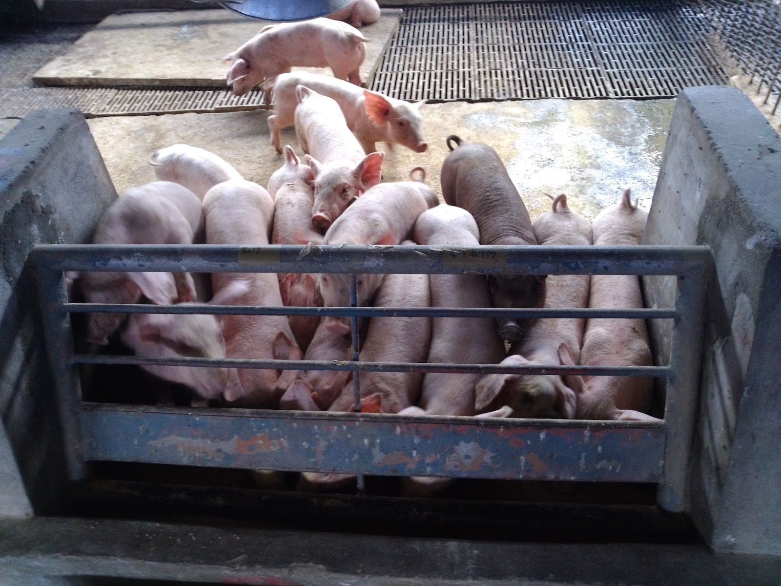 Estudiando Agricultura en Taiwán: Alimentando cerdos destetados