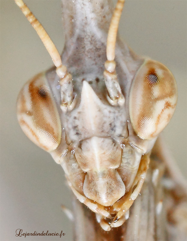 Diablotin ( larve d'Empusa pennata) de septembre!