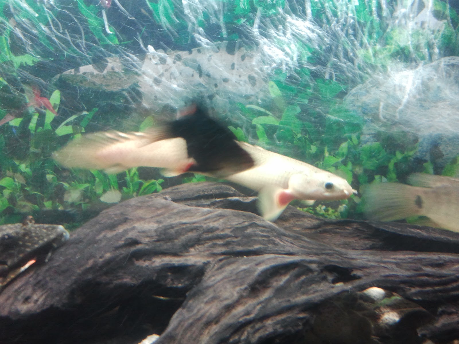 hardy boy: Ikan Pelik - DRAGON FISH