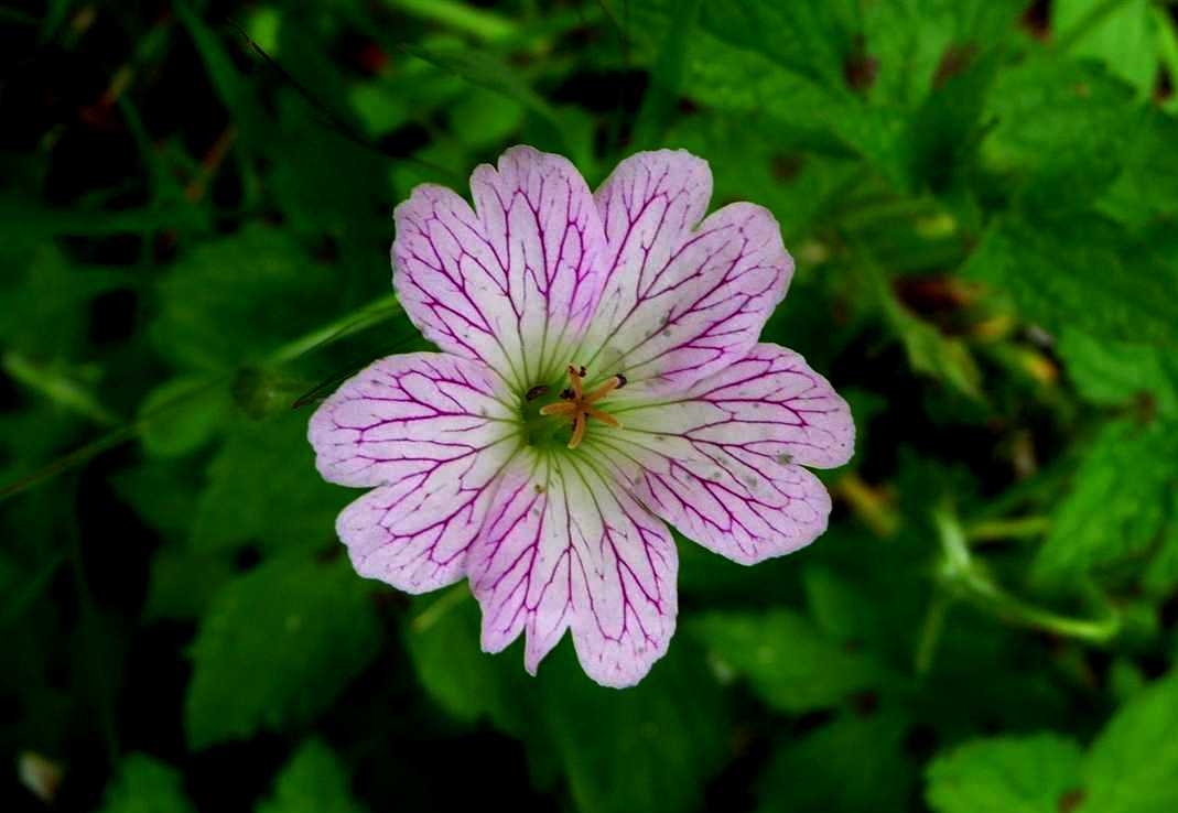 r o b i n 's y a r d: Geranium versicolor