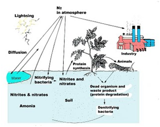 Daur Nitrogen - SMA AL HIKMAH MUNCAR
