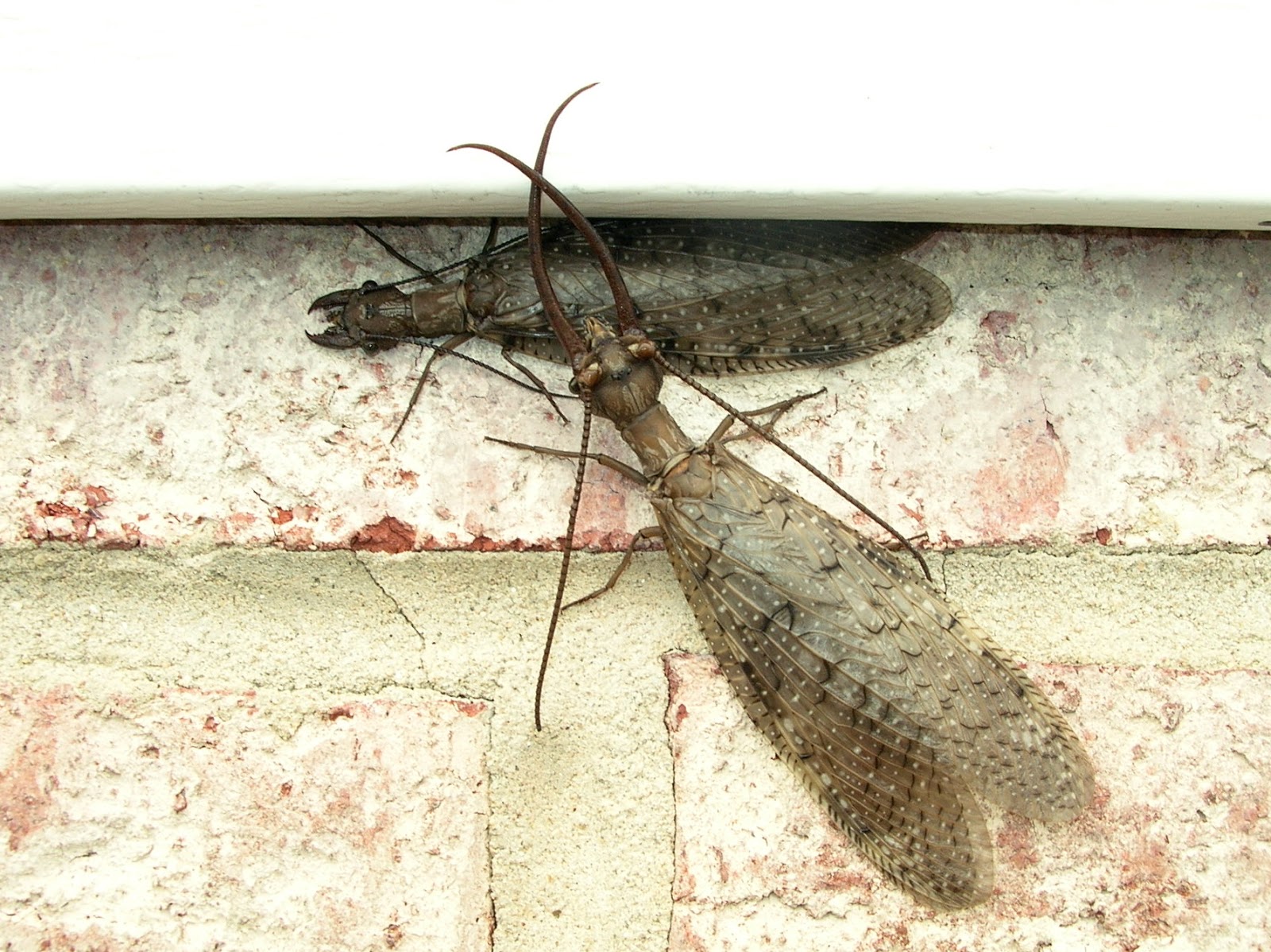 The Plant Geek Chronicles: Eastern Dobsonfly, Corydalus cornutus