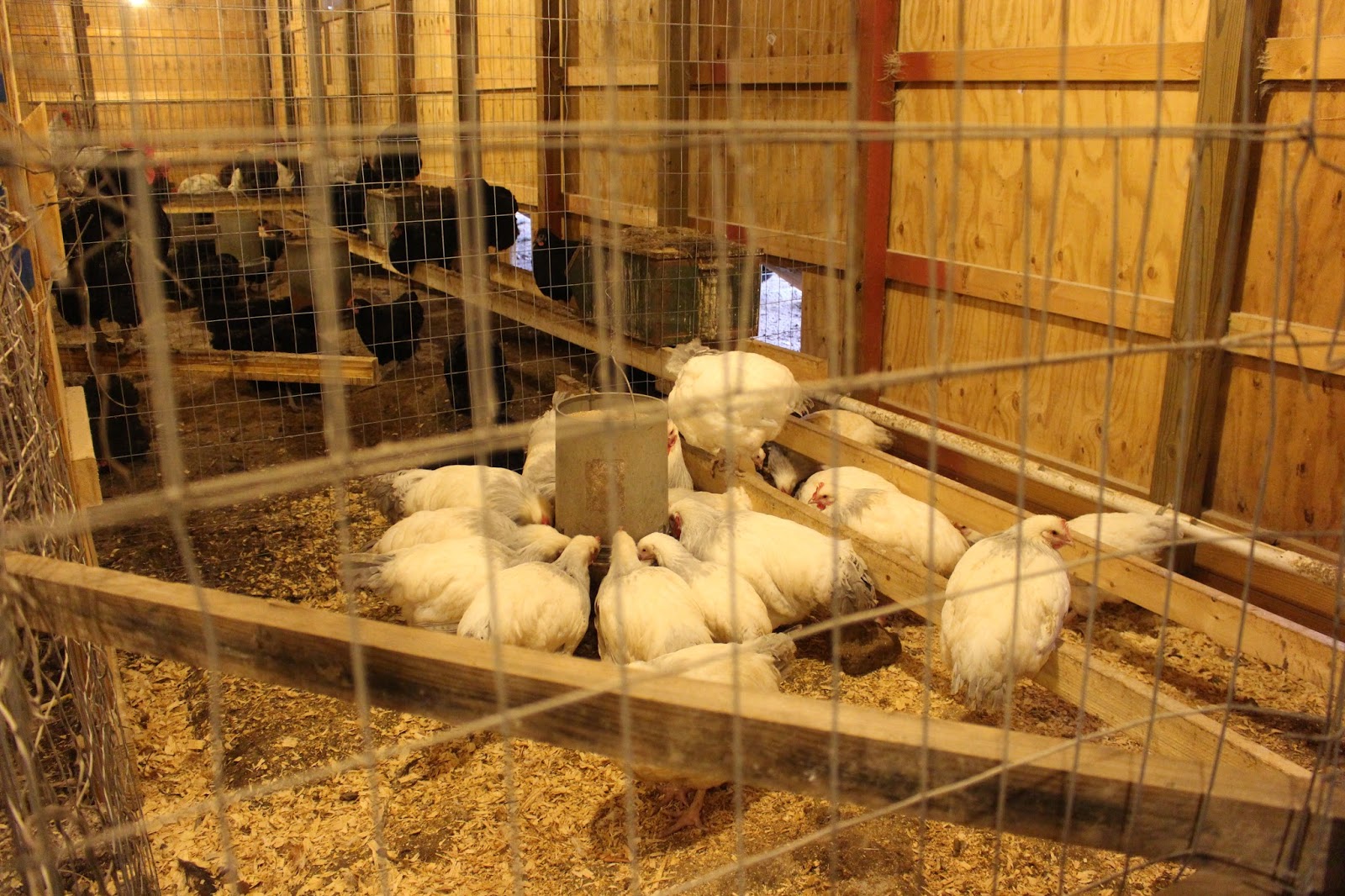 Chicken Scratch Poultry: Barn Addition Is Complete