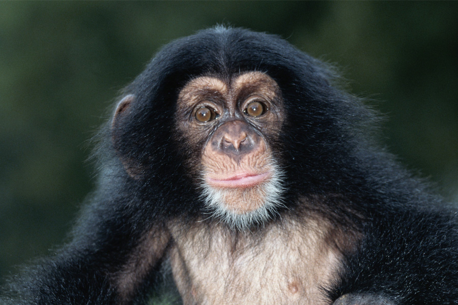 pasang iklan gratis : : Jual Sempak bekas