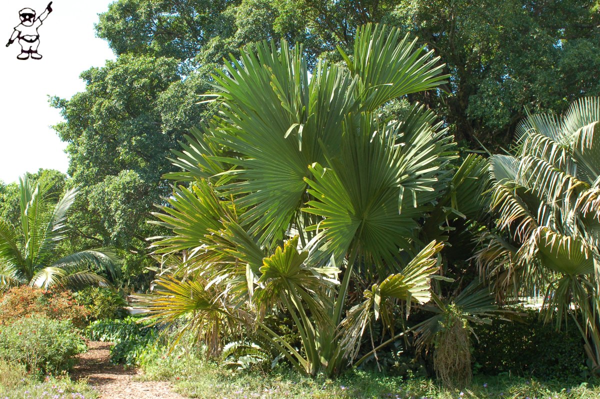 tog of coral gables dailyphoto: Talipot Palm (Corypha umbraculifera)