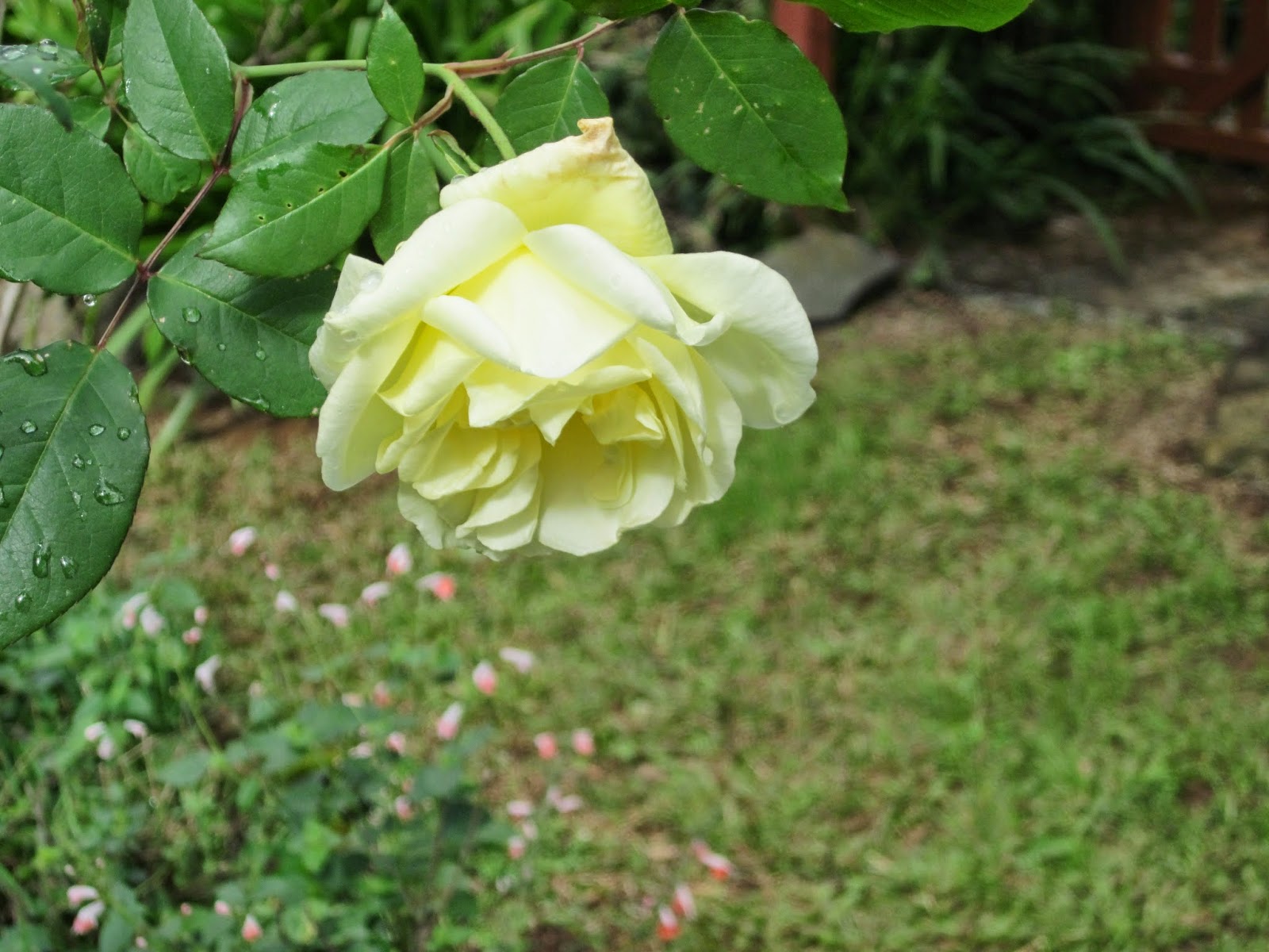 montvillegarden: Heritage Roses at "The Shambles" recognised on a ...