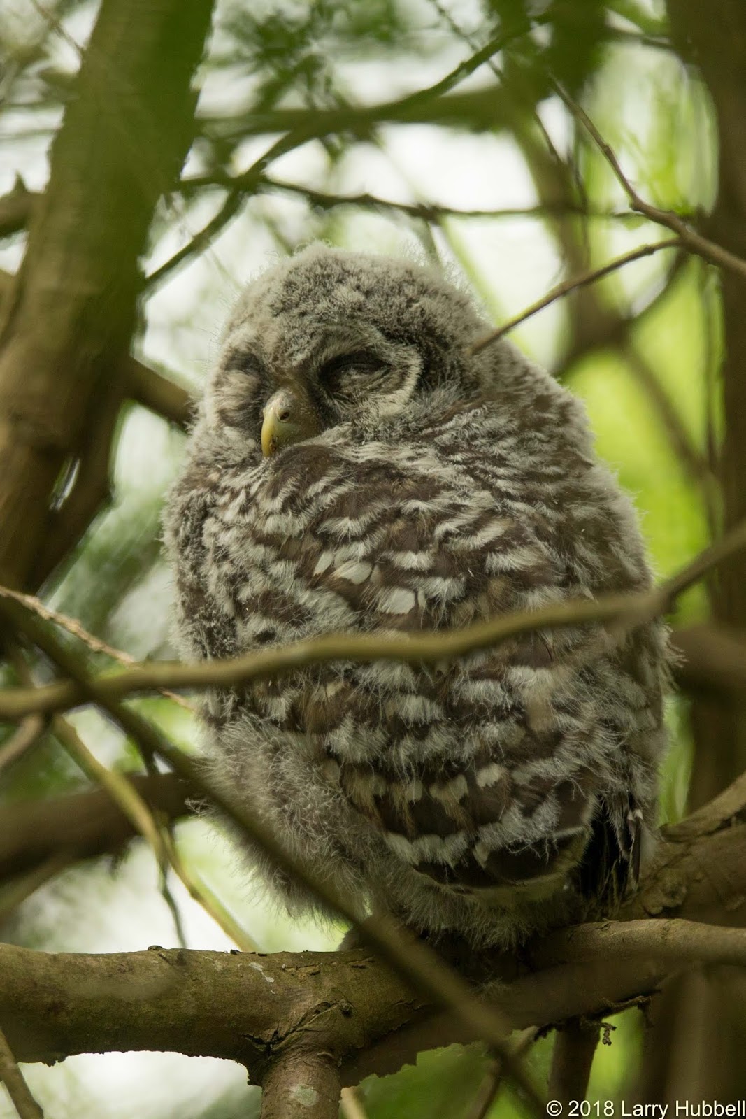 Union Bay Watch : An Owlet Adventure