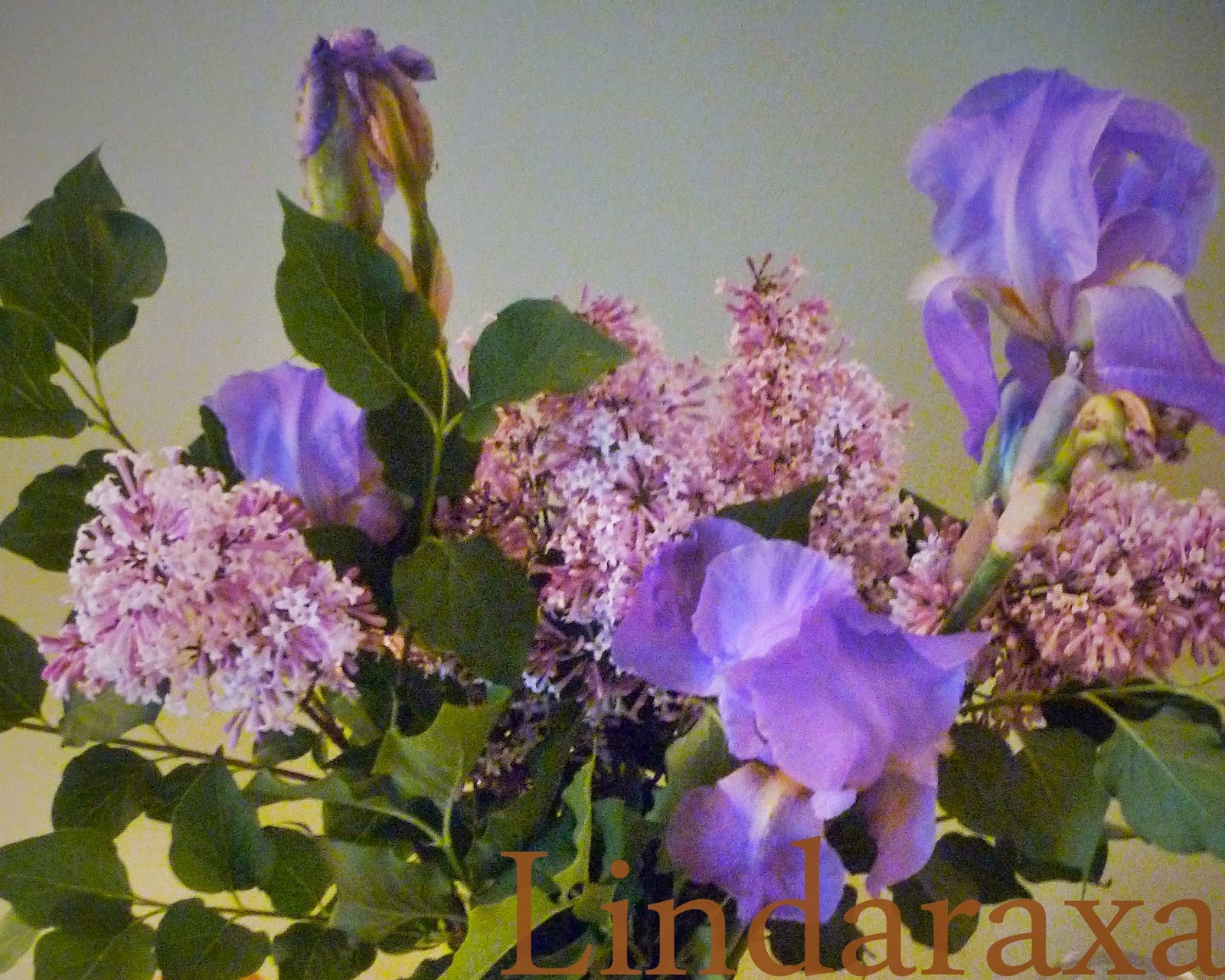 Lindaraxa: Lilacs in May