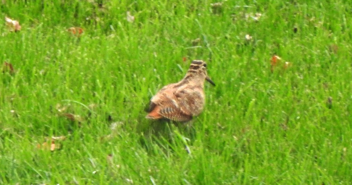PASARI DIN ROMANIA: SITAR DE PADURE, Scolopax rusticola