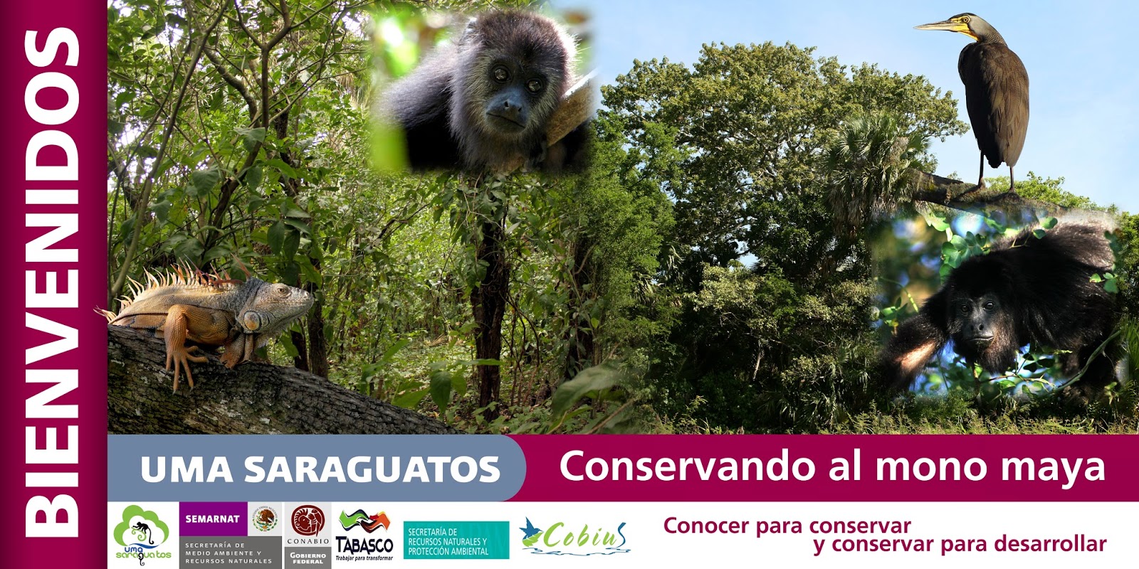 NOTI-SARAGUATOS: LA VOZ DE LA SELVA: Balancán “Santuario del Mono ...