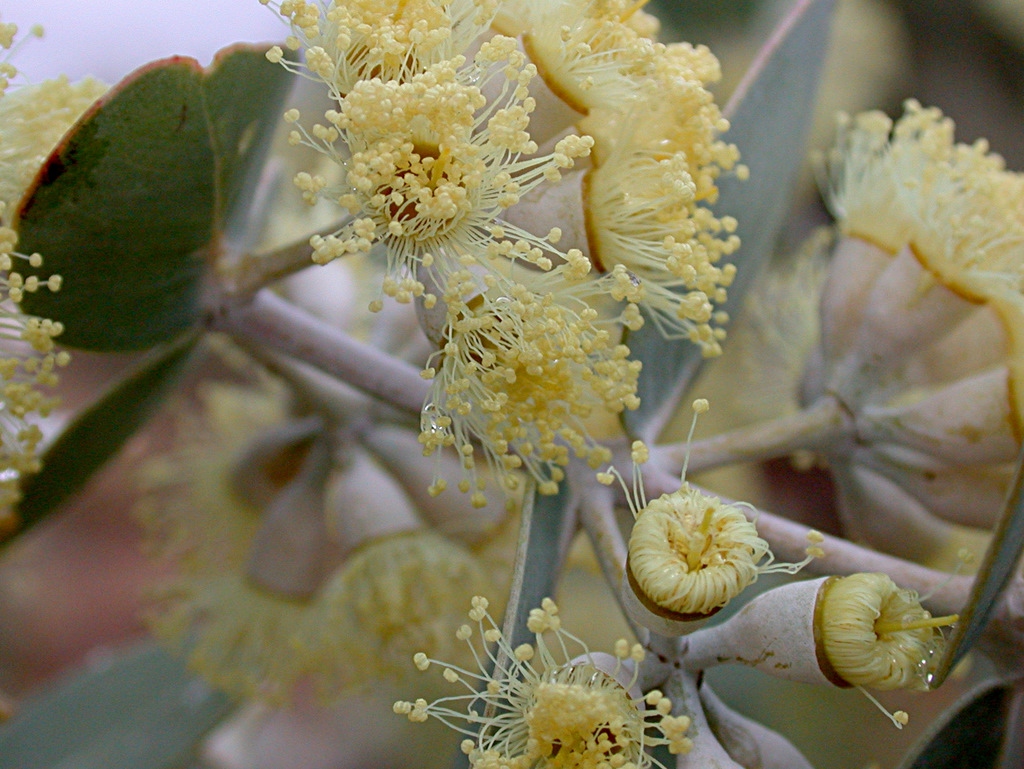 Bushranger: July 2011