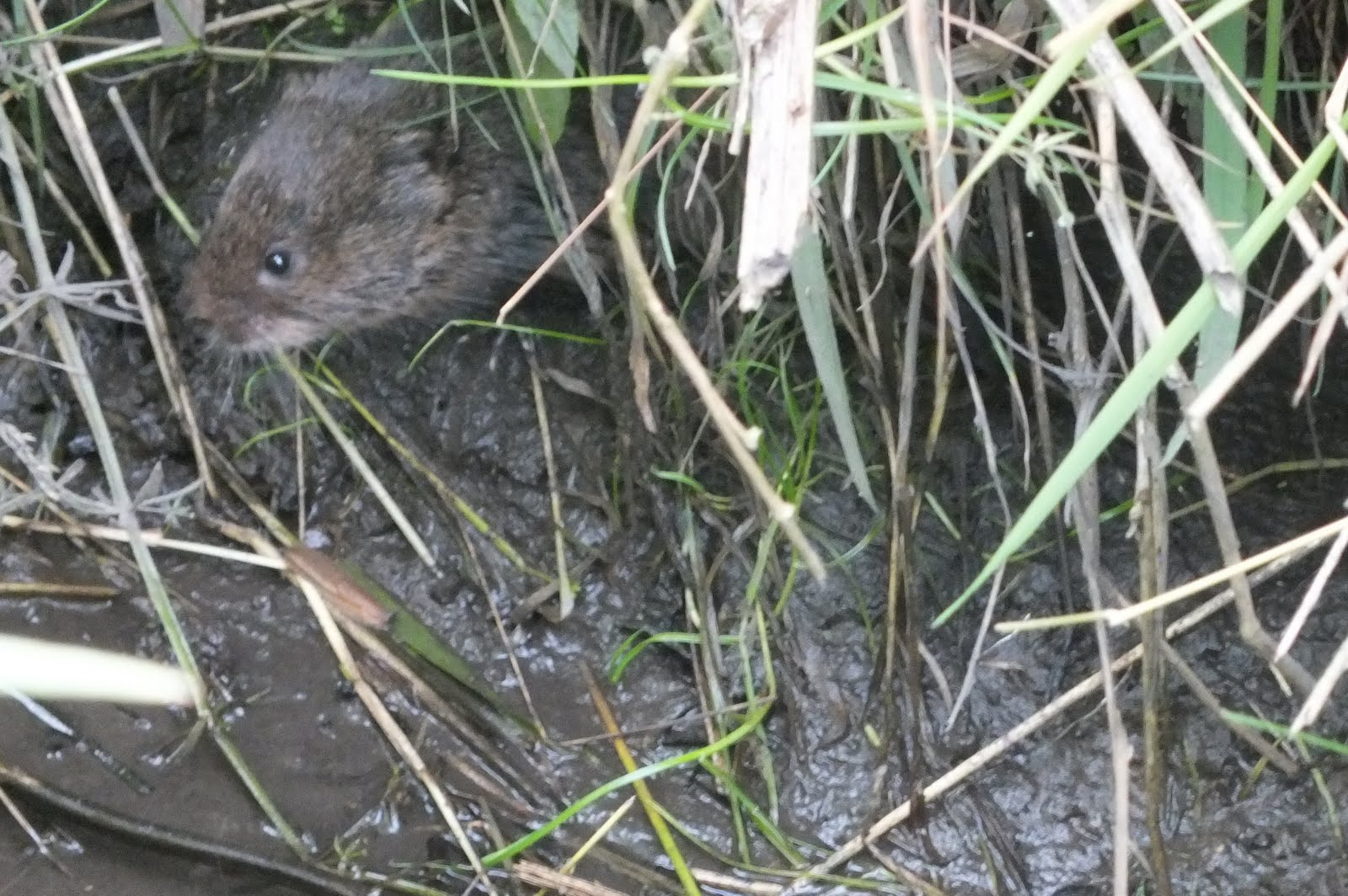 About a Brook: A couple of observations on latrines