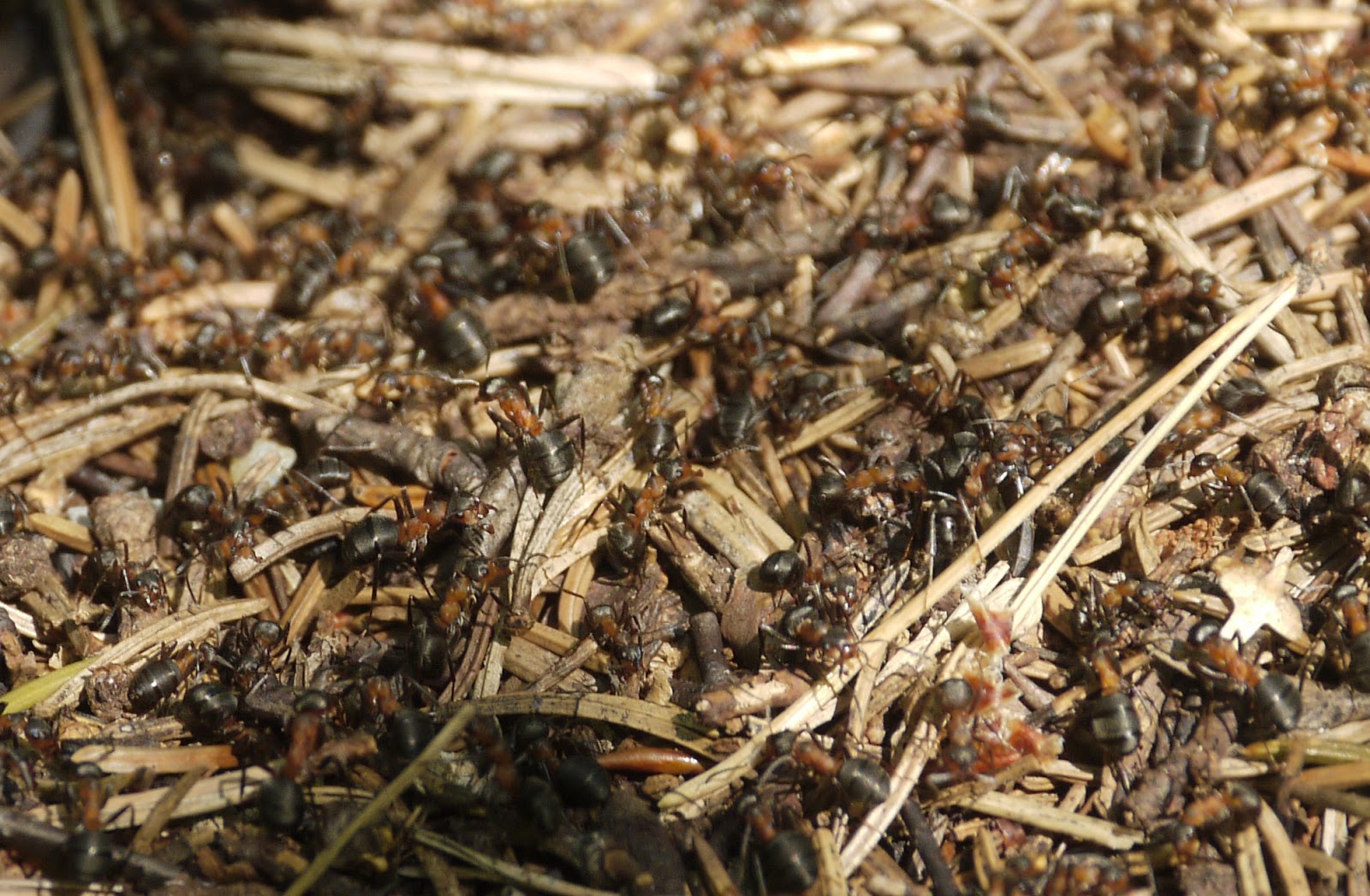 Kemppinen: Inkeri Anttila