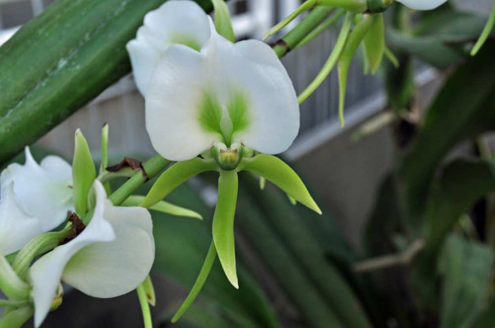 Angraecum eburneum care and culture | Travaldo's blog