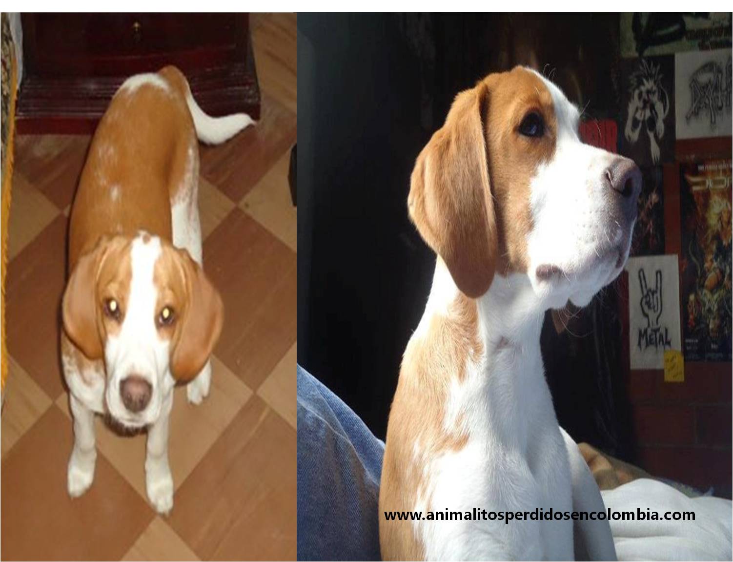 Animalitos Perdidos en Colombia: PERDIDO BOGOTÁ-PERRO BEAGLE LIMON PERDOMO