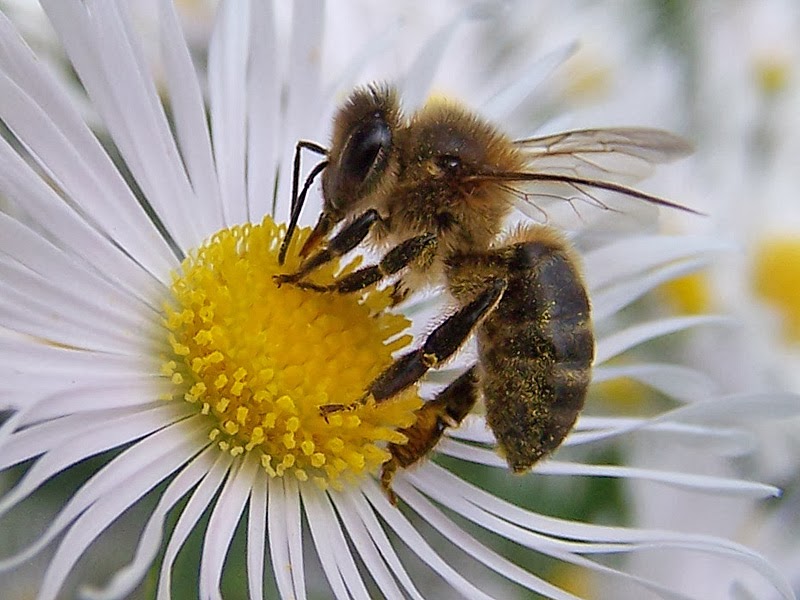 El blog de José T.: MUNDO ANIMAL (2) - La abeja