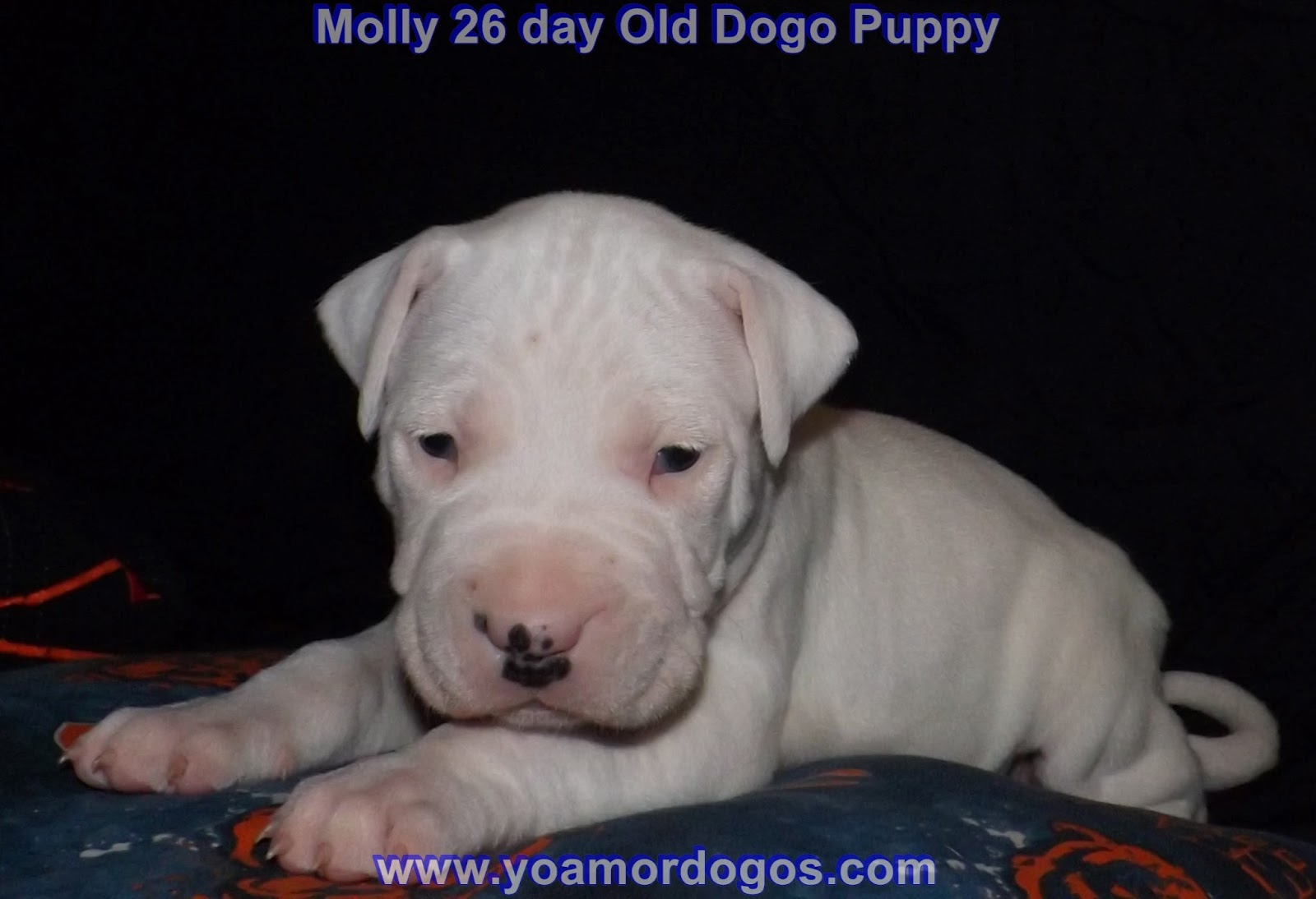 Yo Amo Dogos aka Yo Amor Dogos: Female Dogo Argentinos For Sale