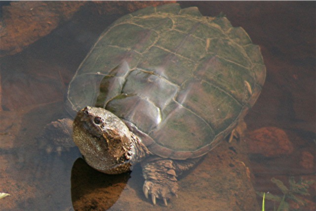 nature tales and camera trails: A Snapping Turtle in the river Part One