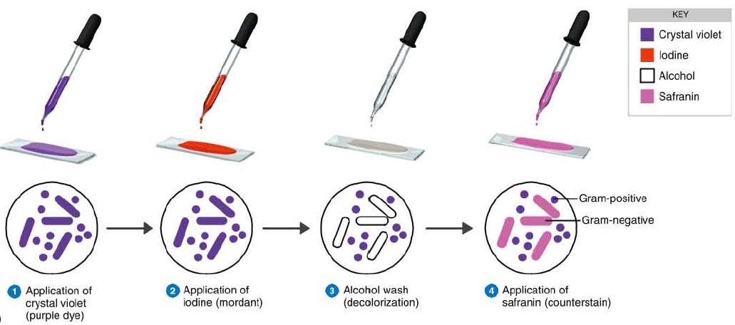 [Info] - La coloration de GRAM - SVI-MAROC